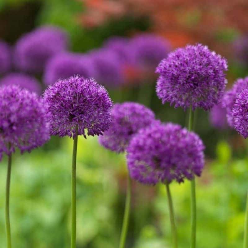 Planting Bulbs In Fall For Spring Bloom - Umbel Organics