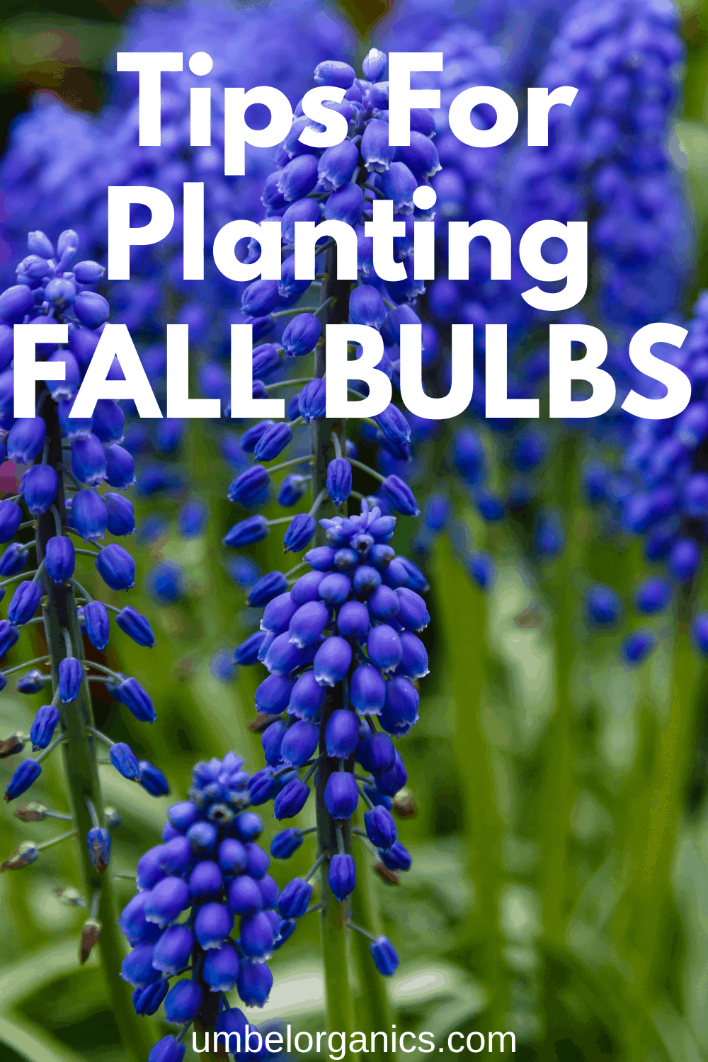 Planting Bulbs In Fall For Spring Bloom - Umbel Organics