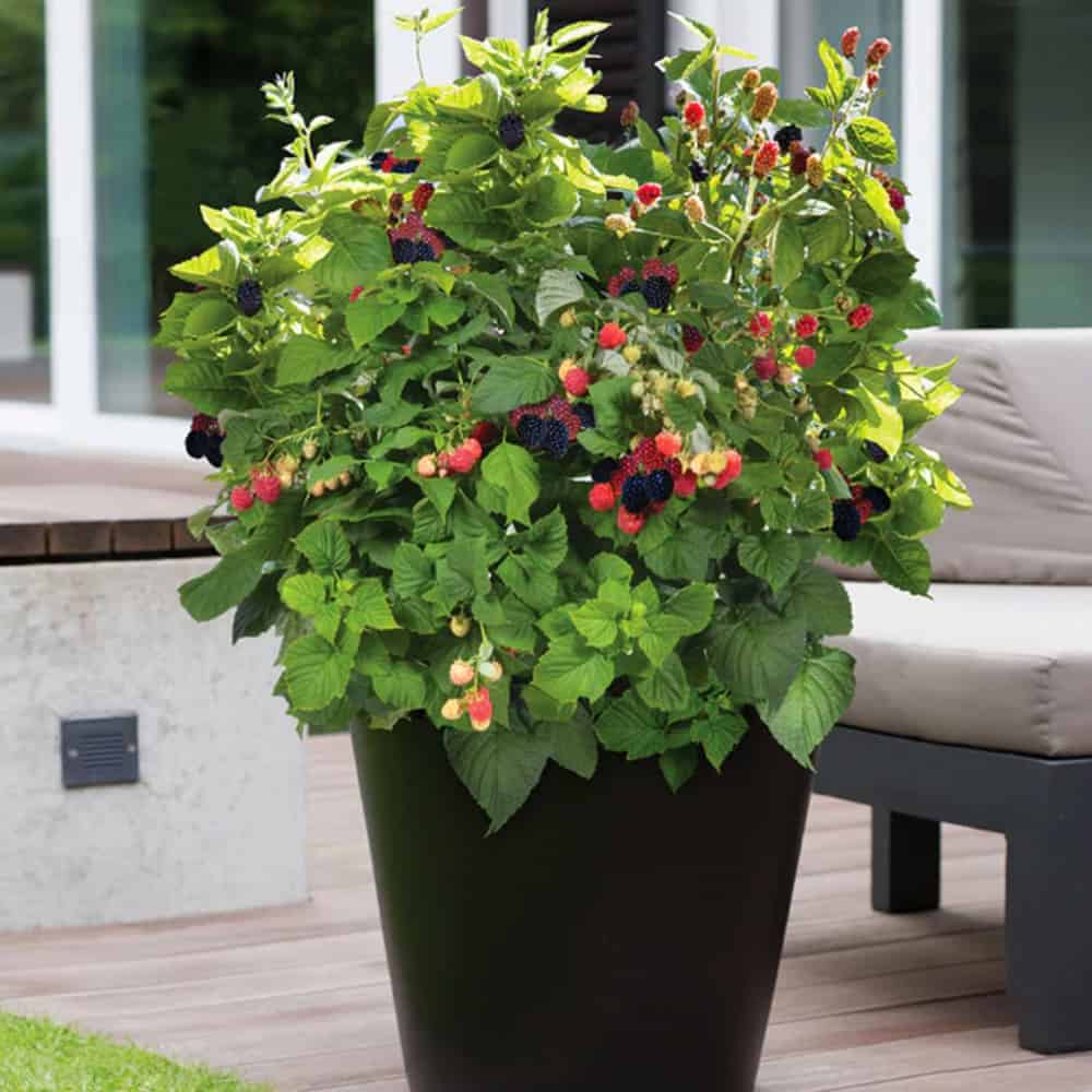 The Best Patio Plants To Green Up Your Space - Umbel Organics