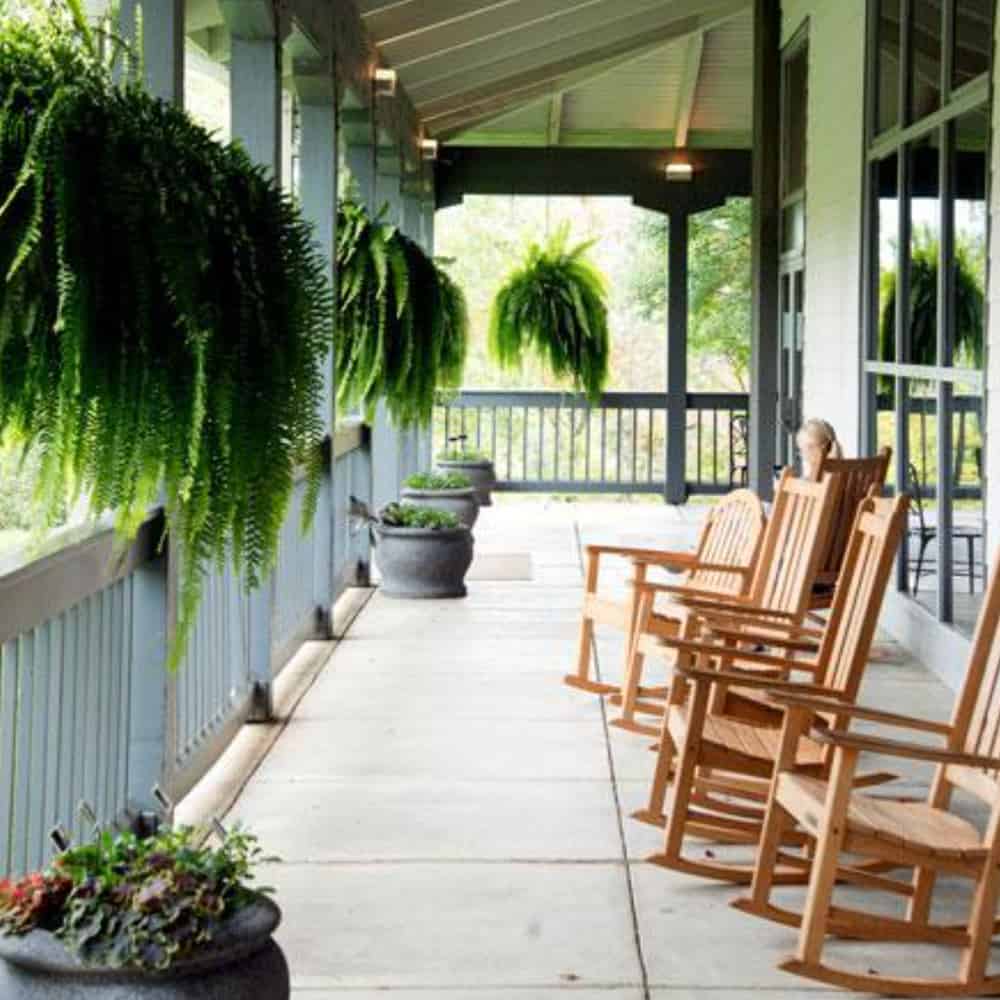 The Best Patio Plants To Green Up Your Space - Umbel Organics