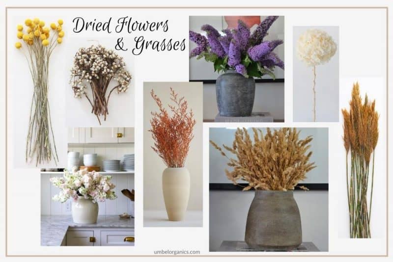 Natural & Eco-Friendly Dried Flowers & Grasses - Umbel Organics