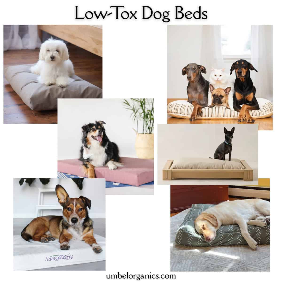Non-Toxic Pet Supplies For Dogs - Umbel Organics